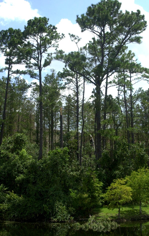 UCF Summit to Focus on Trees on College Campuses | University of ...