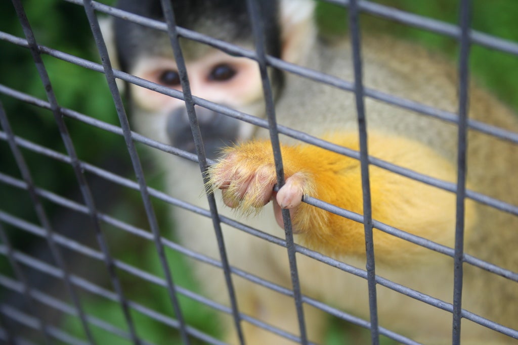 UCF in Focus: Monkey Bars | University of Central Florida News