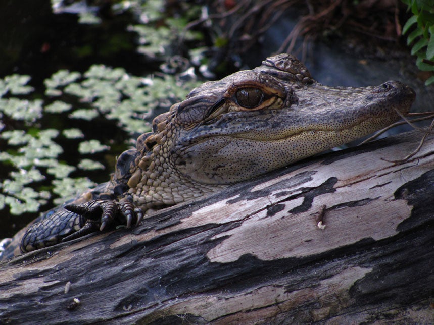 UCF in Focus: Camo Gator | University of Central Florida News