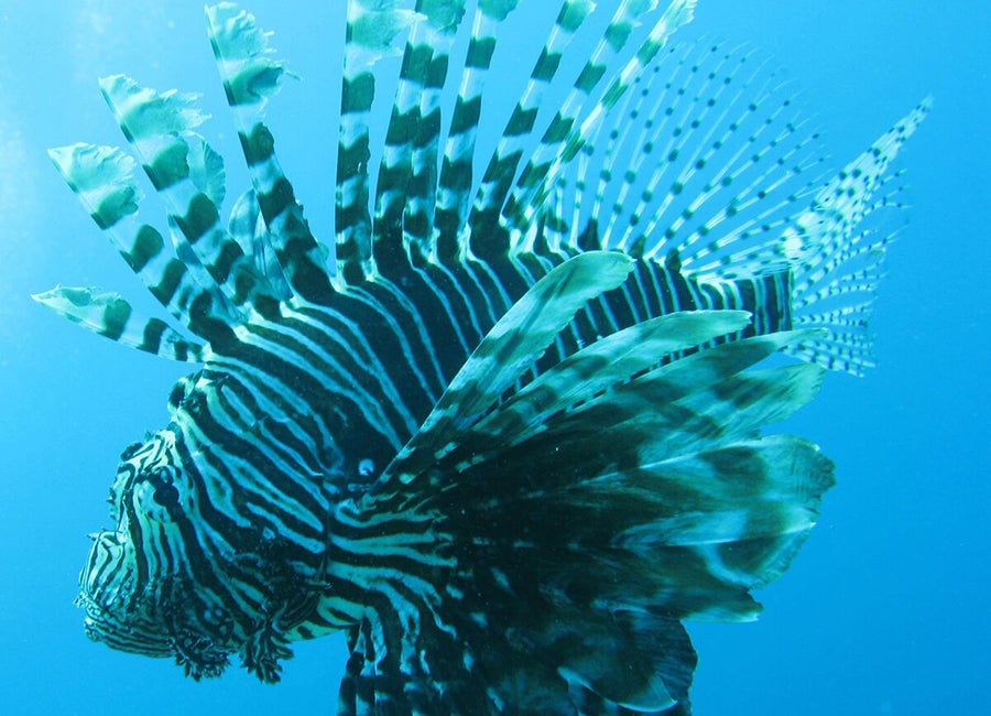 Workshop to Teach About Dangers of Invasive Lionfish | University of ...