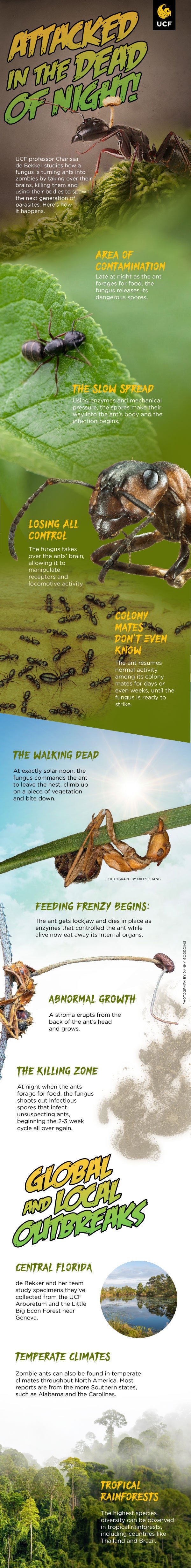 The Science Behind Zombie Ants and the Parasite Creating Them