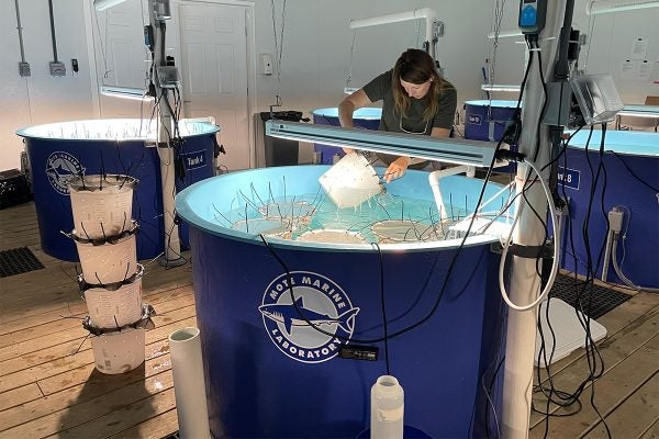 Scientists Work to Ensure Solutions to Red Tide Don’t Cause More Harm ...