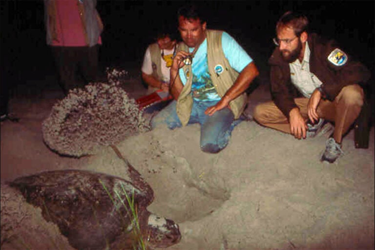 UCF Sea Turtle Research Highlighted for 50th Anniversary of the ...