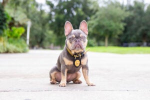 UCF Police Department - UCF Police Department