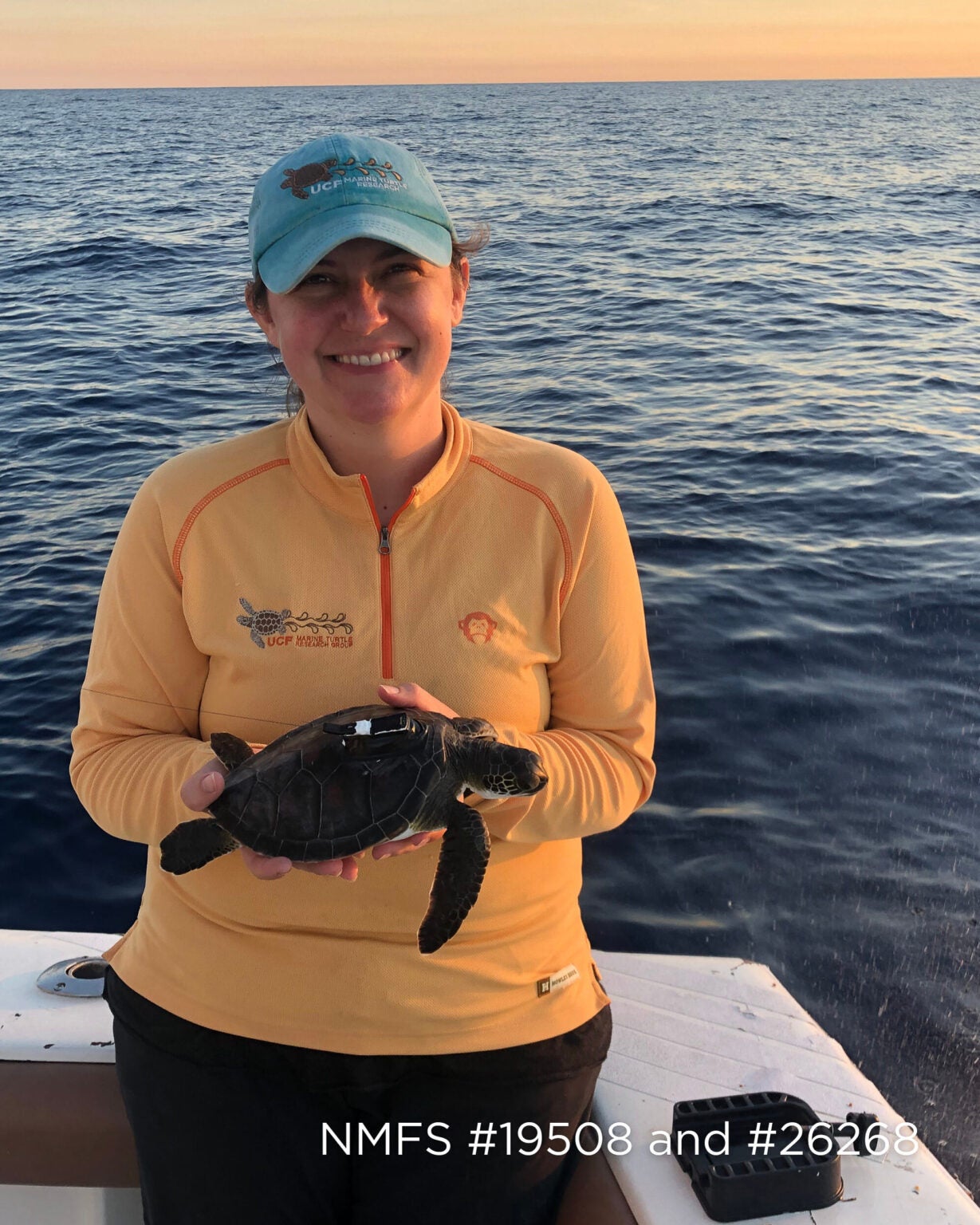 UCF Researchers Advance Knowledge About Juvenile Sea Turtles' Early ...